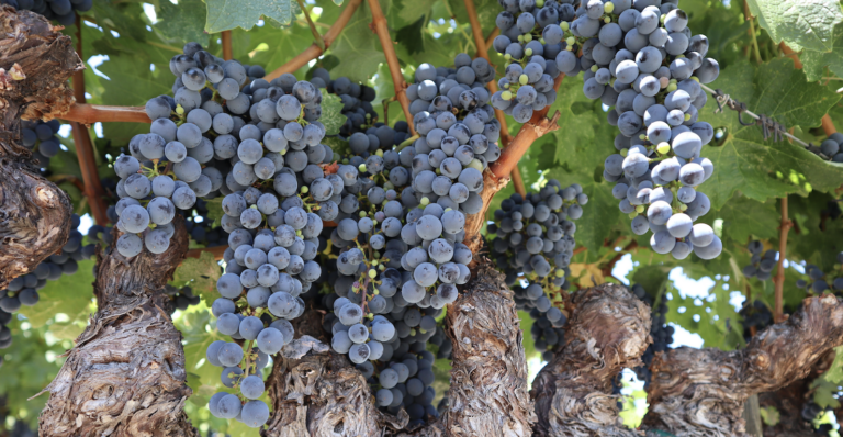 Roten Rebsorten: Merkmale, Anbaugebiete und Weinstile