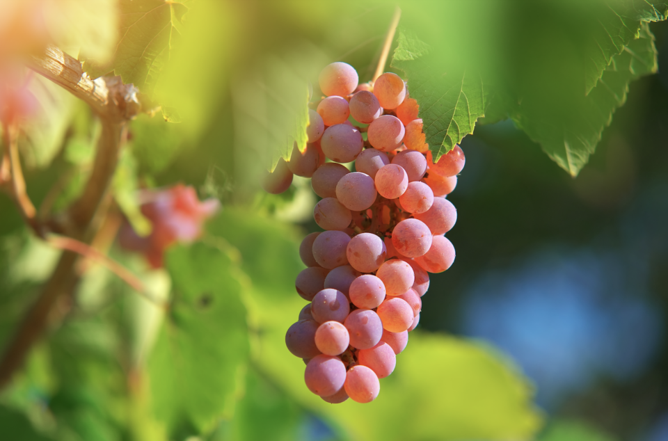 Roten Rebsorten: Merkmale, Anbaugebiete und Weinstile